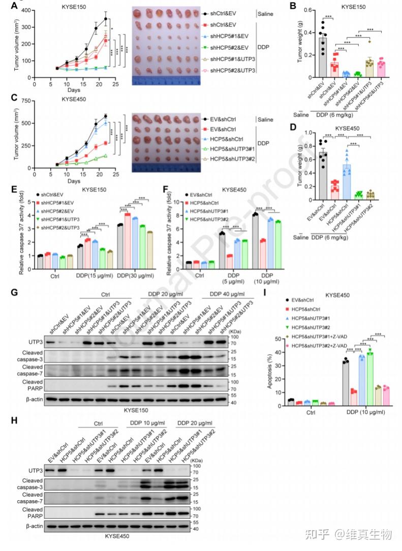 中国医学科学院刘芝华教授团队揭示HCP5/UTP3/c-Myc/VAMP3轴在肿瘤细胞凋亡抵抗中的关键作用！ - 知乎