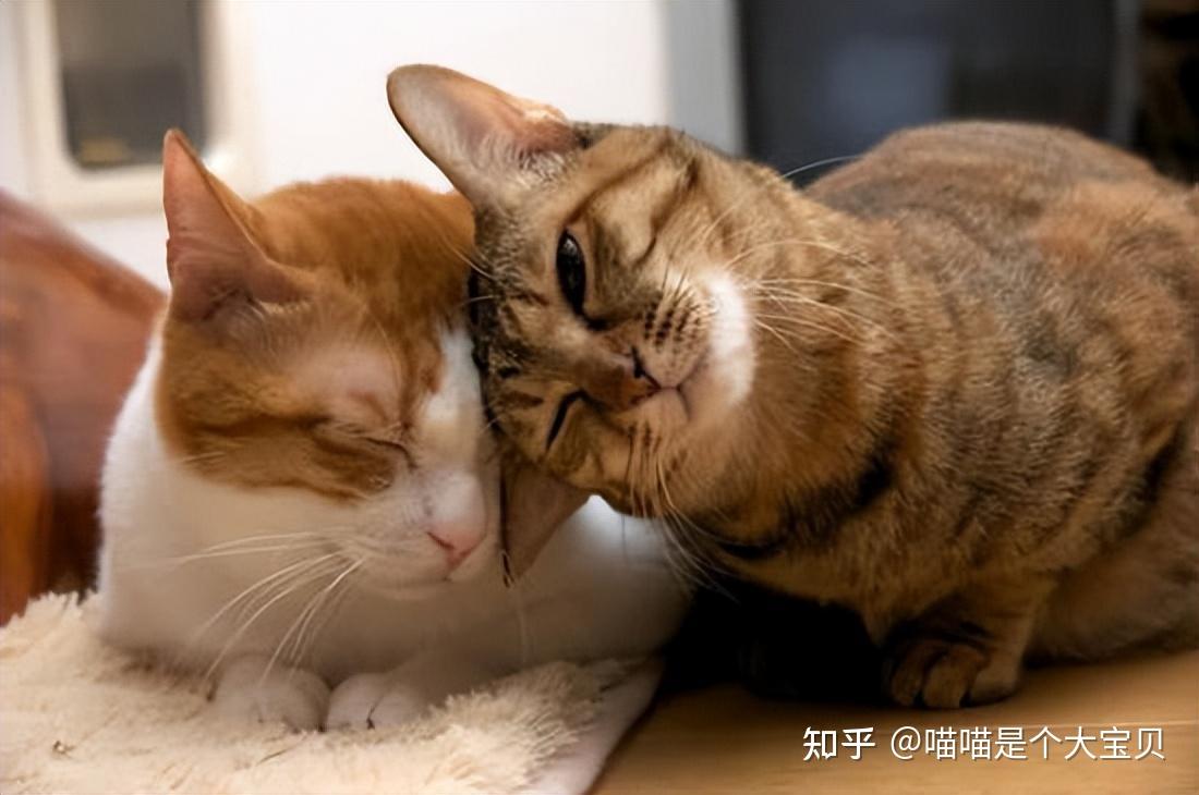 有关猫咪 发情” 的知识，宠主需了解 知乎