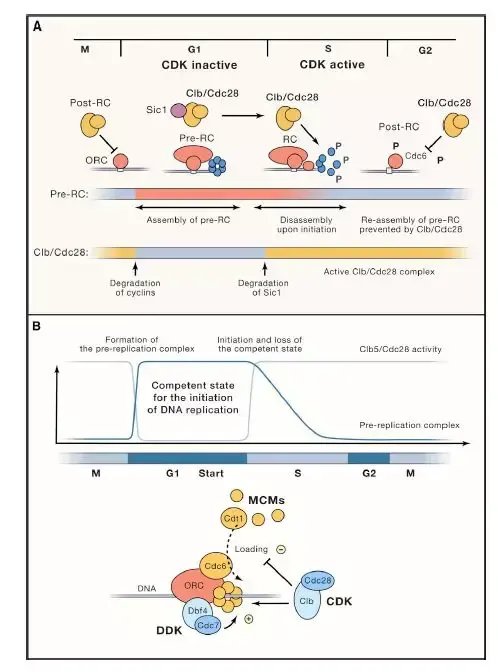 『珍藏版』Cell|致敬DNA复制研究大师John Diffley & Bruce Stillman - 知乎