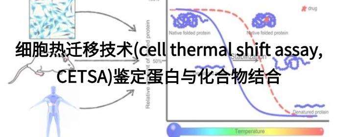 细胞热迁移技术(cell thermal shift assay, CETSA)鉴定蛋白与化合物结合 - 知乎