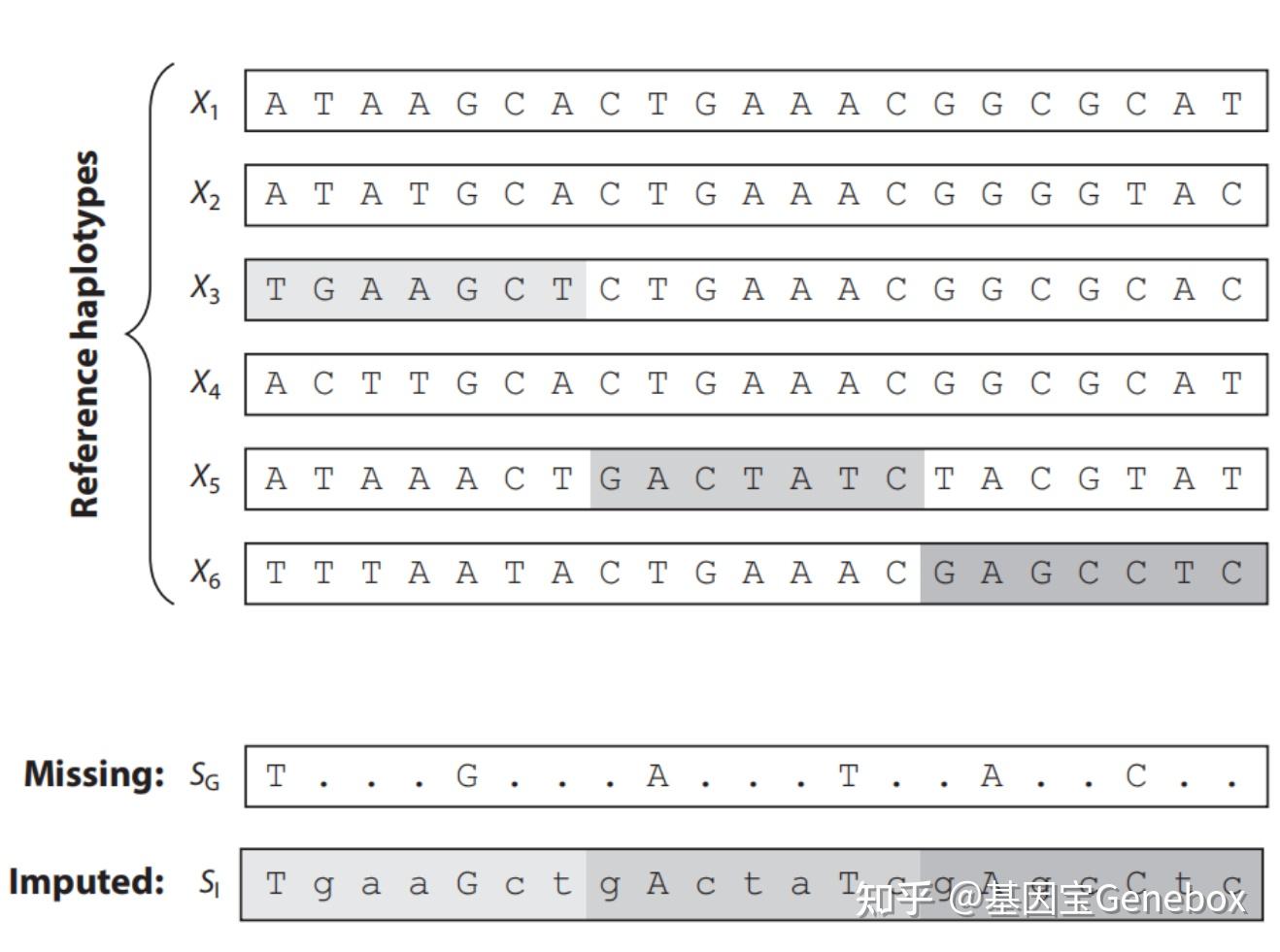 拉索实验室：一文解码分子育种新技术——低深度重测序 - 知乎