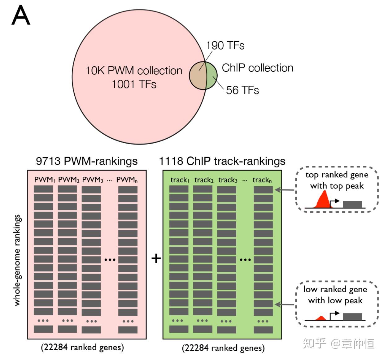 iRegulon：从基因列表到调控网络 - 知乎