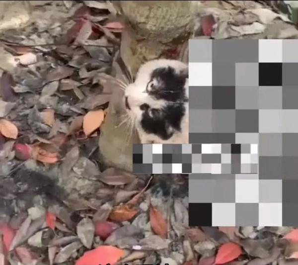 40w粉网红虐猫狂被拘留：那只猫到死也没叫一声！ 知乎