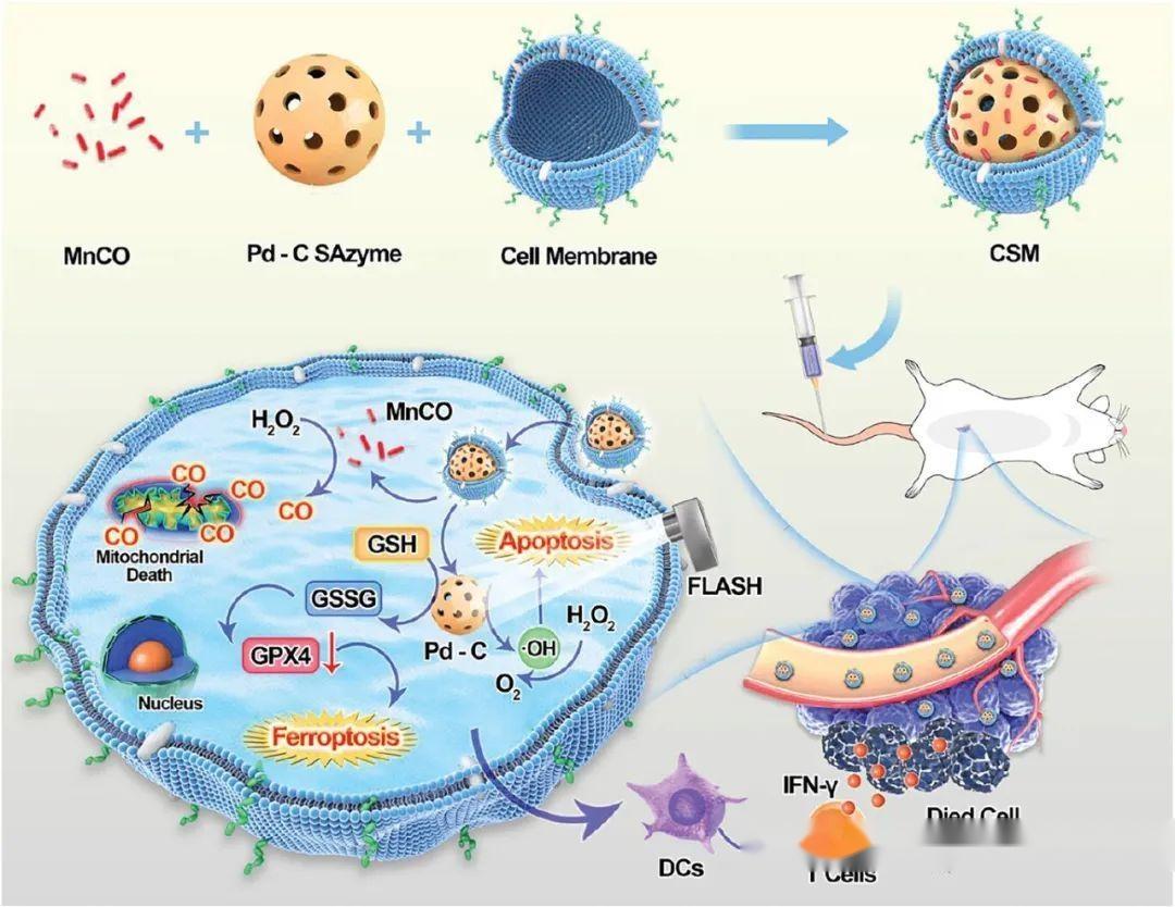 【Adv.Funct.Mater.】用于铁死亡增强FLASH放射免疫治疗的个性化一氧化碳负载仿生单原子纳米酶 - 知乎