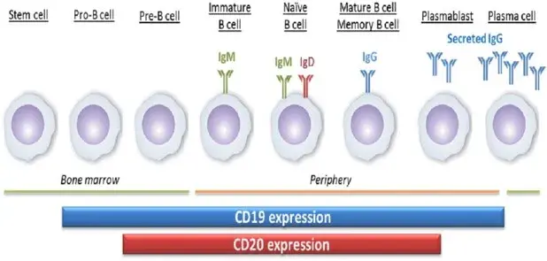 第二款NMOSD获批单抗—Uplizna®（inebilizumab） - 知乎