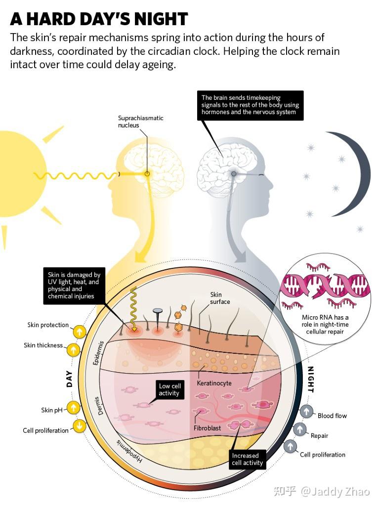 律波肽：驾驭生物钟，解锁夜间肌肤修复的秘密 - 知乎