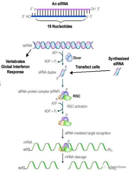 RNAi的原理和载体构建 - 知乎