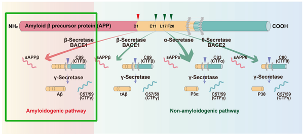 Aβ假说40年一结果，有褒有贬… - 知乎