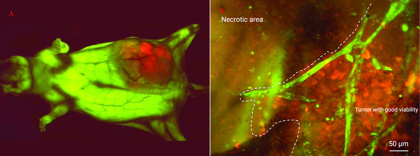 深度解析肿瘤模型 (一)| MedChemExpress - 知乎