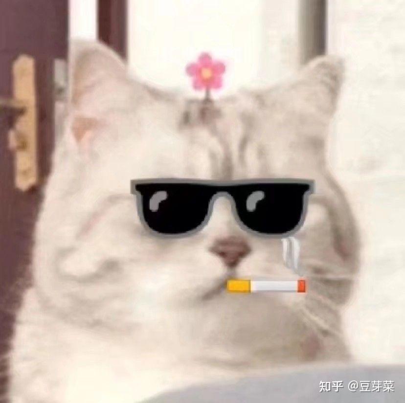 最近很火的喵喵表情包 知乎