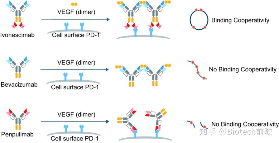 BioNTech的PD-L1/VEGF双抗小细胞肺癌2期疗效惊艳，已推至3期 - 知乎