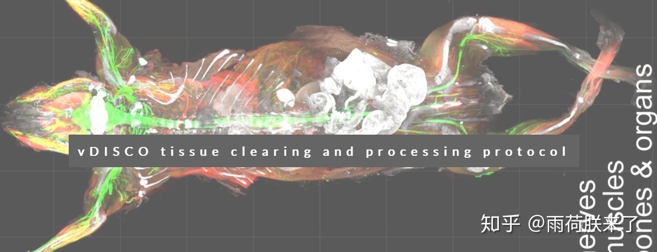 vDISCO和DeepMACT是什么鬼？说是可以让科学家看清全身所有癌症转移 - 知乎
