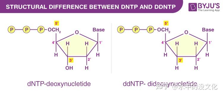 【给AI从业者看的生物知识】DNA测序（一）——第一代测序 - 知乎