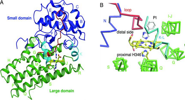 【AmBeed聚焦】IDO的作用机制 - 知乎