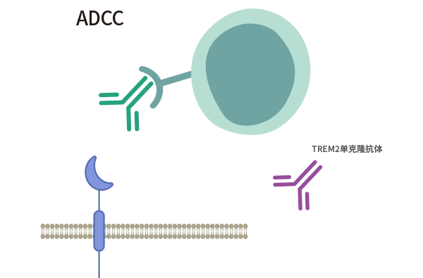 【说说靶点】TREM2：AD和癌症治疗的新希望 - 知乎