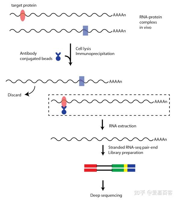 RNA结合蛋白研究技术：RIP-seq实验分析流程及案例分享 - 知乎