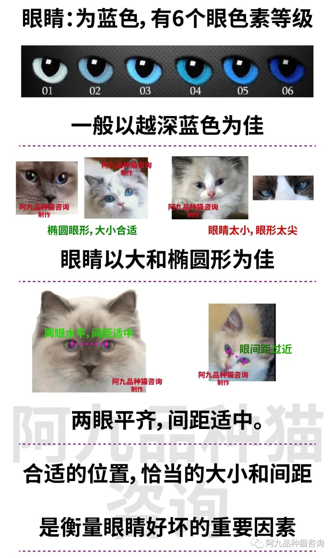 布偶小猫大概两个多月眼睛不是很蓝,是灰色的正常吗? 知乎
