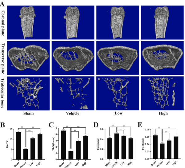 药效纵向研究新利器？Micro-CT影像技术在药物临床前小鼠药效模型上的应用 - 知乎