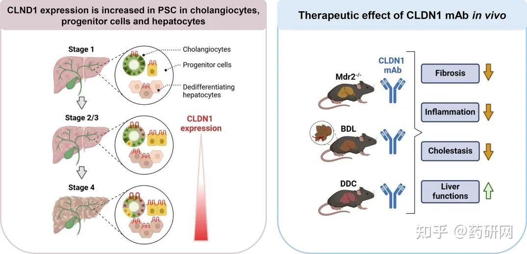 CLDN1的多重角色：癌症、炎症与纤维化的调控与治疗潜力 - 知乎
