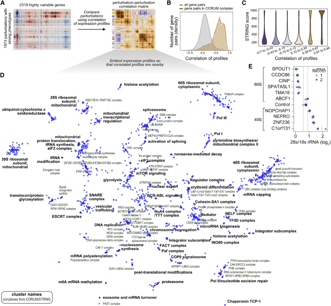 Cell | 单细胞测序绘制首张全基因组基因型-表型图谱 - 知乎