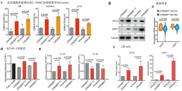 CREBBP/EP300突变通过FBXW7-NOTCH-CCL2/CSF1轴改变肿瘤相关巨噬细胞极化促进DLBCL进展 - 知乎