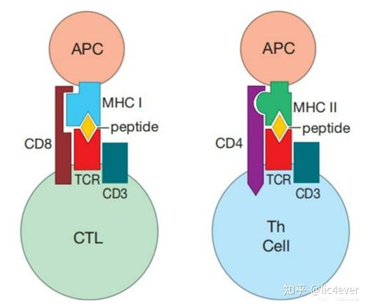 CD3/CD28与免疫细胞研究的关系 - 知乎