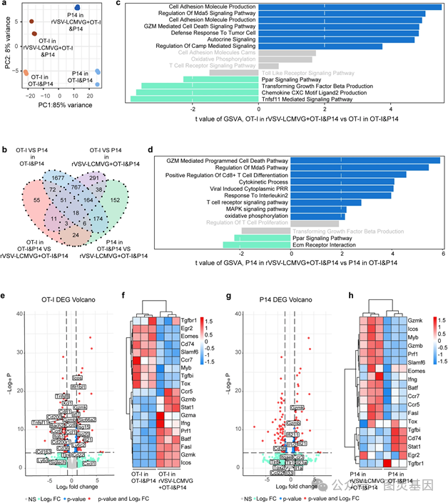 STTT | 厦门大学夏宁邵院士：溶瘤病毒与T细胞或mRNA疫苗联合治疗增强抗肿瘤效果 - 知乎