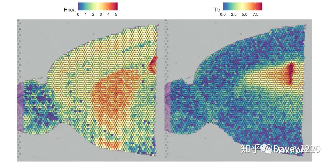 Seurat包学习笔记（三）：Analysis of spatial datasets - 知乎