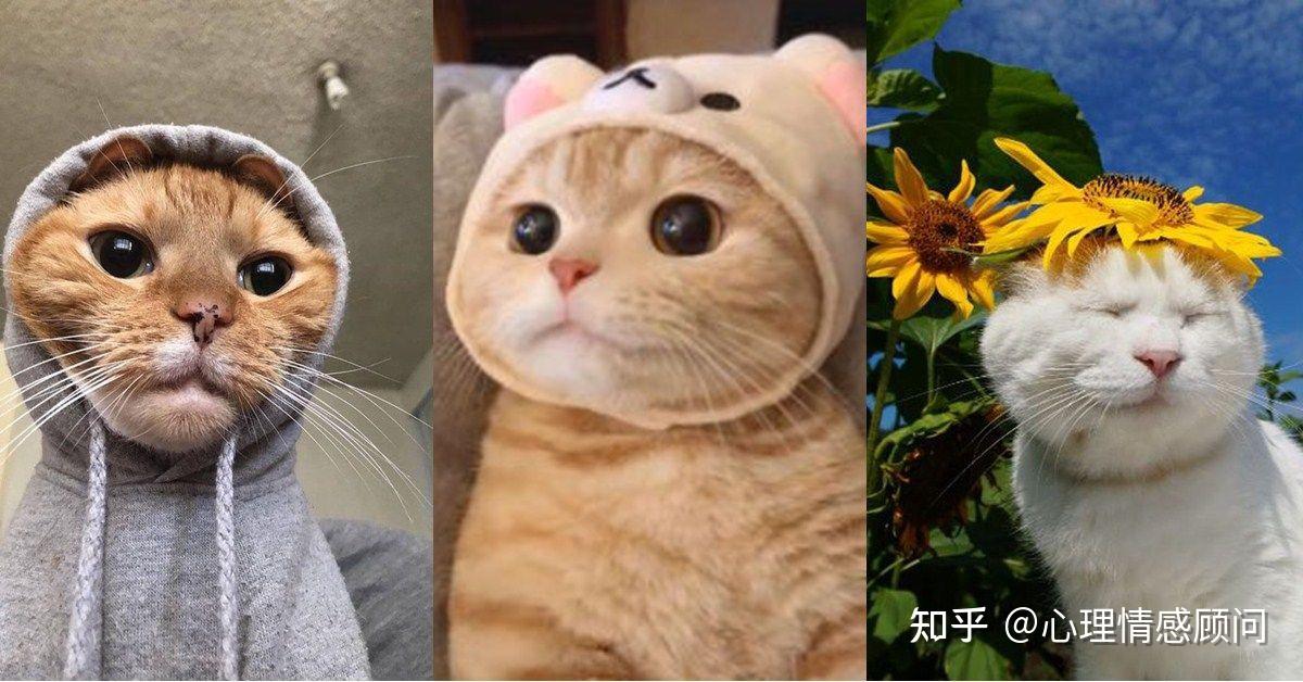 带猫咪外出实用技巧 从装备到训练 行为训练师教你安全遛猫 - 知乎