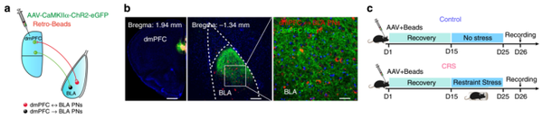 【文献解读】mPFC-杏仁核介导焦虑 - 知乎