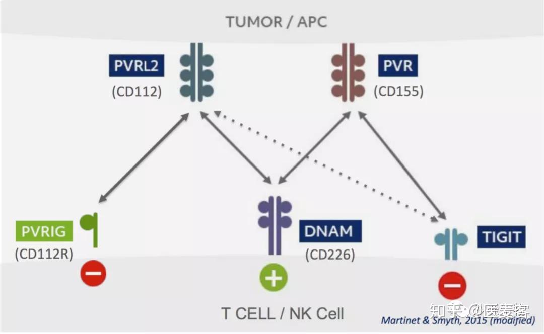 TIGIT/PVRIG通路重新回归视野，与PD-1联用是否给实体瘤治疗带来新希望 - 知乎
