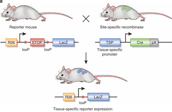 Cre-lox系统介绍及使用汇总 - 知乎