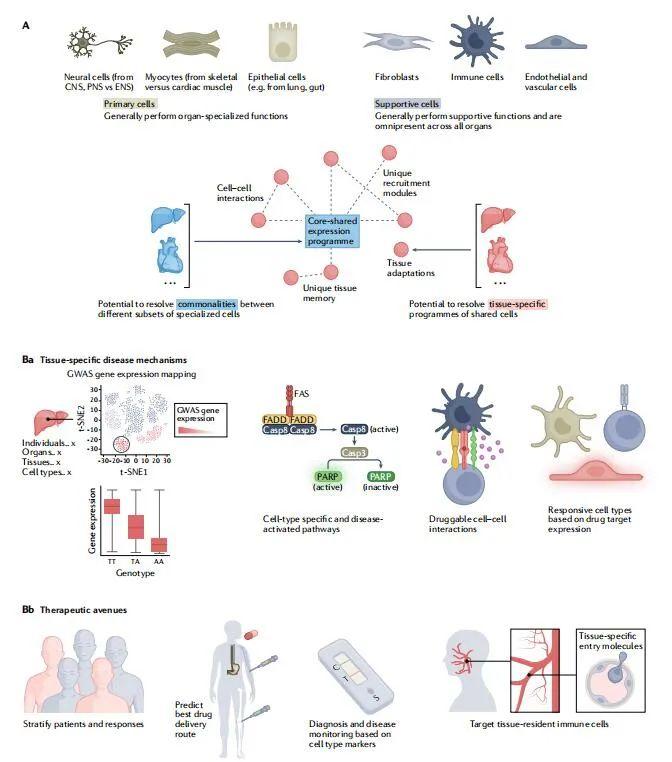 Nat Rev Genet | 单细胞图谱揭示器官中共有的和特异的细胞类型 - 知乎