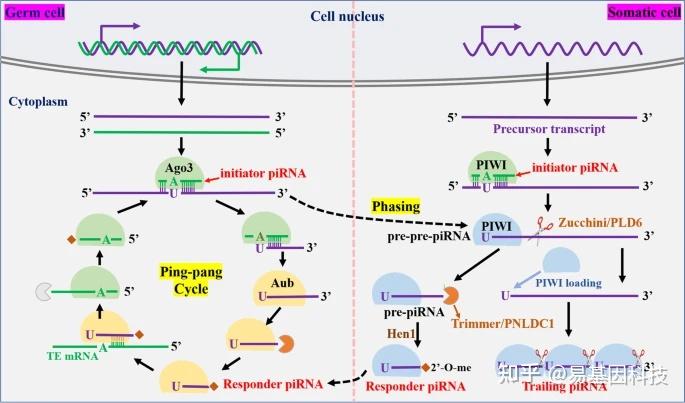 易基因：PIWI/piRNA在人癌症中的表观遗传调控机制（DNA甲基化+m6A+组蛋白修饰）｜综述 - 知乎
