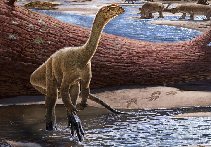 津巴布韦发现非洲最早的完整恐龙化石！恐龙是何时开始扩散的？（2022年8月31日） - 知乎