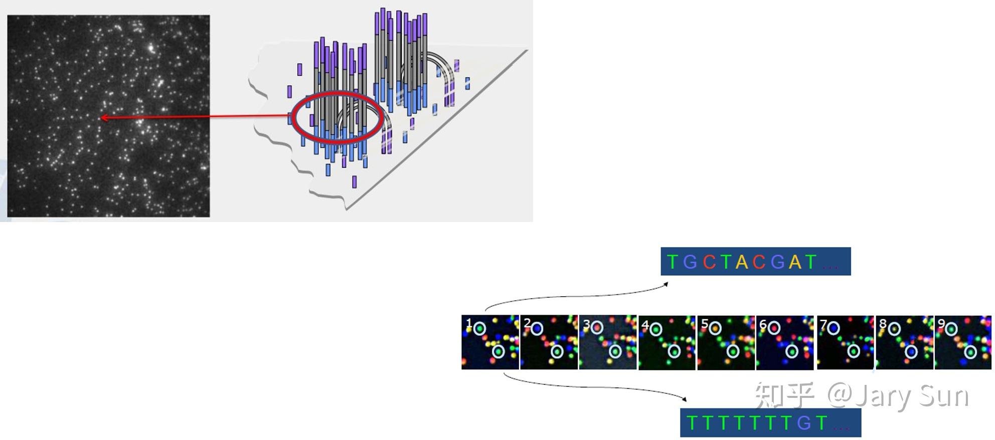 Illumina Hiseq/Miseq测序原理简介 - 知乎