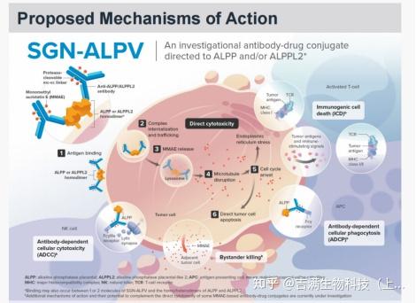 ALPPL2/ALPP: 具有肿瘤特异性的潜力靶点 - 知乎