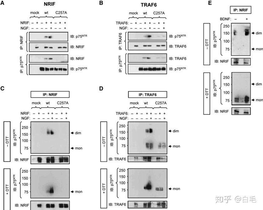 Conformational Rearrangement of p75NTR Receptor - 知乎