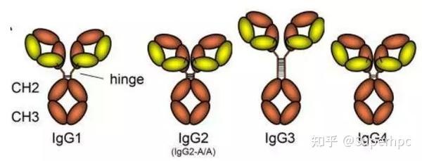 食物不耐受要检测总IgG抗体，不能以IgG4作为唯一指标 - 知乎