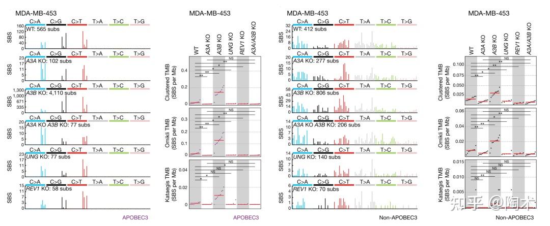 【Nature】癌症机制新突破：APOBEC3与内源性癌症突变 - 知乎