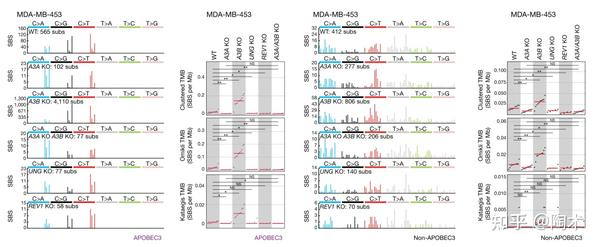 【Nature】癌症机制新突破：APOBEC3与内源性癌症突变 - 知乎