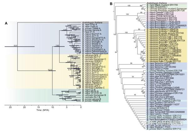 文献解读 | The Plant Cell期刊发表基因组组装助力填补禹氏三角的最后一块：四倍体埃塞俄比亚芥基因组 - 知乎
