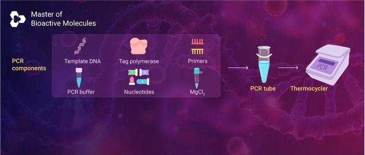 PCR、qPCR 和 RT-PCR |MedChemExpress (MCE) - 知乎