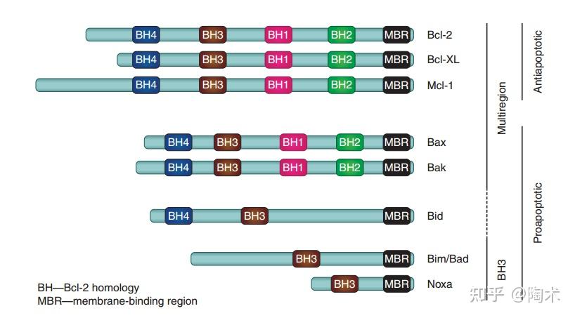 什么是B细胞淋巴瘤2 (Bcl-2)？ - 知乎