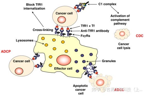 TfR1(CD71)靶向肿瘤治疗 - 知乎