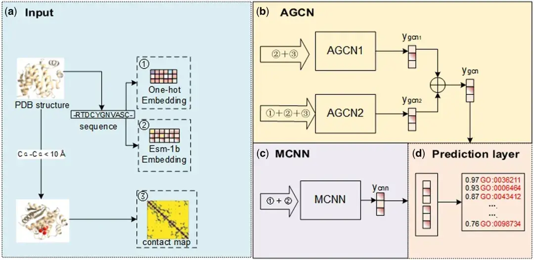 从结构准确预测蛋白质功能，东北大学「CNN+GCN」统一框架，优于现有方法 - 知乎
