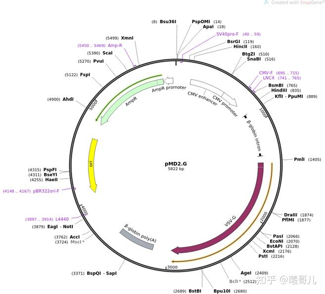 慢病毒生产简介 - 知乎