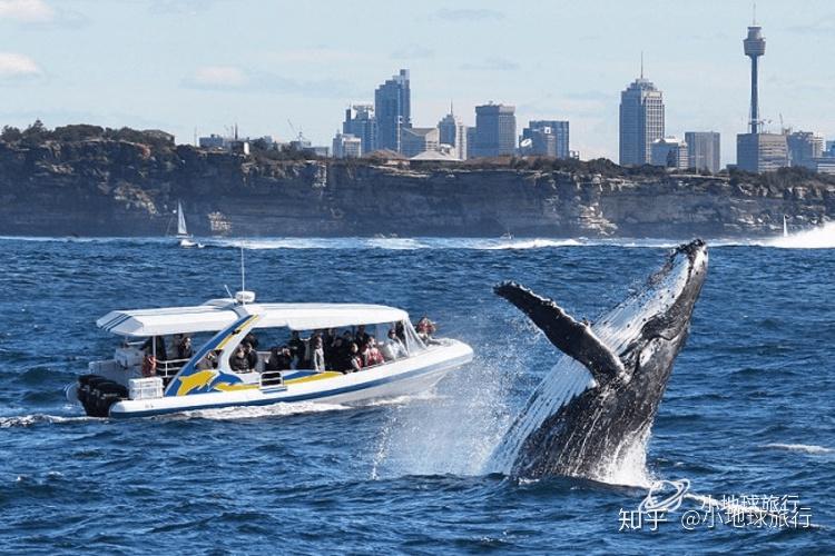 观鲸季| 悉尼观鲸攻略大全！船观岸观都有！晕船的也不怕啦！｜悉尼小众旅行攻略 - 知乎