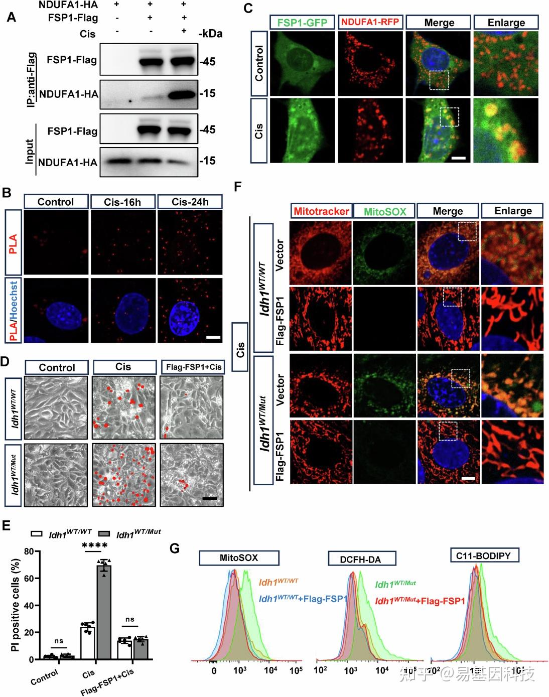 易基因： Nature子刊：RRBS等揭示IDH1-R132H突变通过DNA甲基化加剧顺铂诱导肾毒性｜项目文章 - 深圳市易基因科技 - 博客园