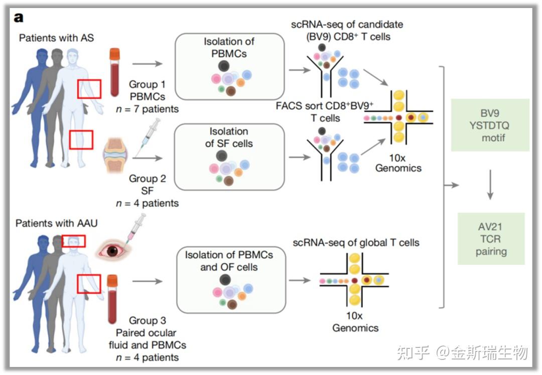 Nature重磅！困扰科学界50年的谜题被解开，新方法发现自身免疫性疾病起源证据 - 知乎